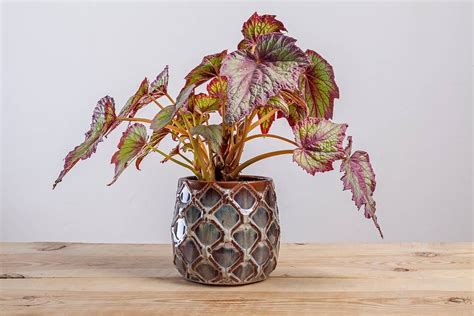 How To Grow And Care For Rex Begonia Plantglossary
