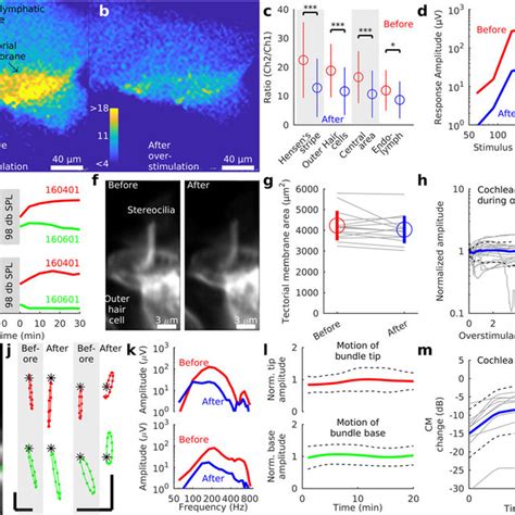 Ca 2 Chelators Decrease The Amplitude Of The Cochlear Microphonic
