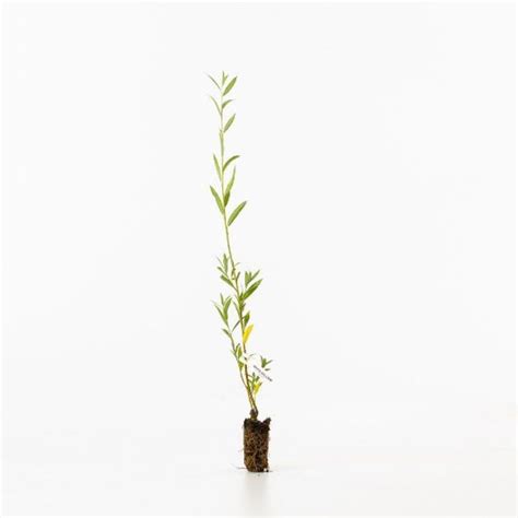 White Willow Tree Salix Alba For Sale Woodland Trust Woodland