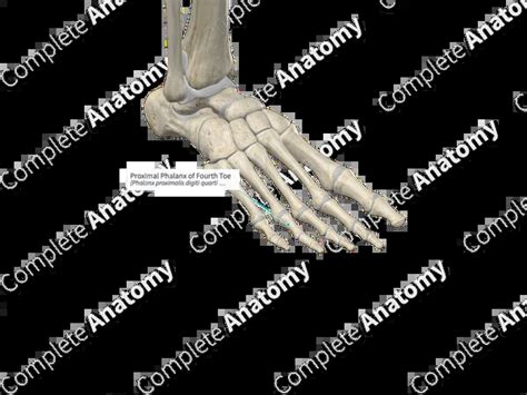 Proximal Phalanx Of Fourth Toe Complete Anatomy