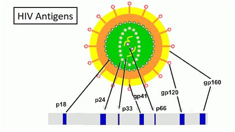 Hiv Western Blot Test A Comprehensive Guide Helal Medical Manila