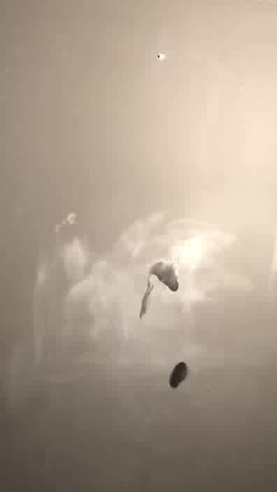 Photo Tom Saint Clair Photography Lpsg