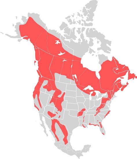 Are Black Bears Territorial American Black Bear Govyr
