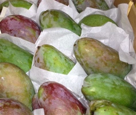 Fresh Mango Class 1egypt Price Supplier 21food