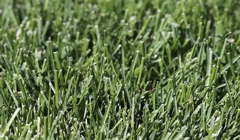Overseeding Your Lawn In Spring Tips