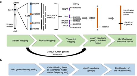 A Comparison Of Traditional Positional Cloning And Ngs Approaches To Download Scientific