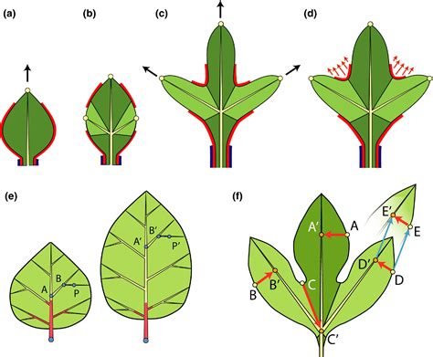 A Common Developmental Program Can Produce Diverse Leaf Shapes