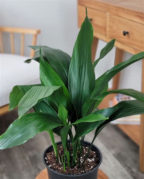 Buy Aspidistra Elatior Cast Iron Plant Online Get 10 Off