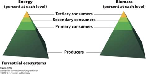 Ecology Exam 4 Flashcards Quizlet