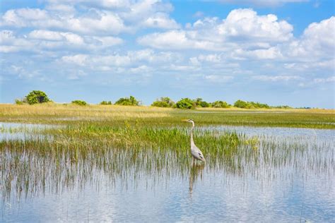 About Saw Palmettos In The Everglades Cypress Airboat Tours