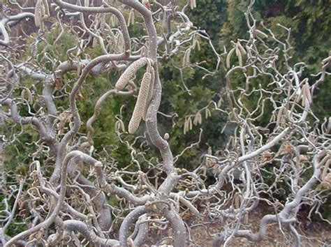 Corylus Contorta Contorted Filbert Multiple Sizes Buck Jones Nursery