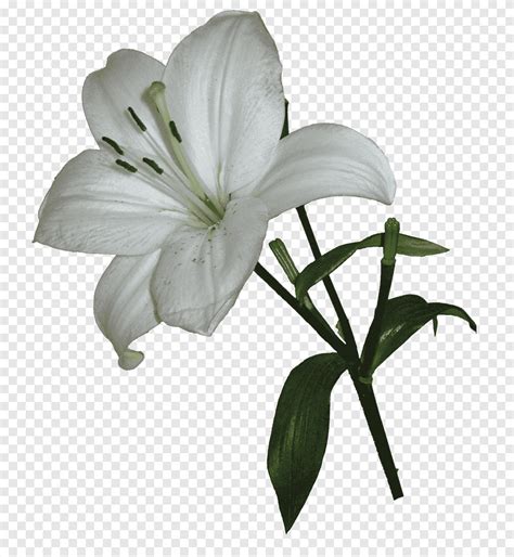 부활절 백합 나리 속 Candidum Arum 백합 정원 백합 백합 화이트 식물 줄기 Png Pngegg