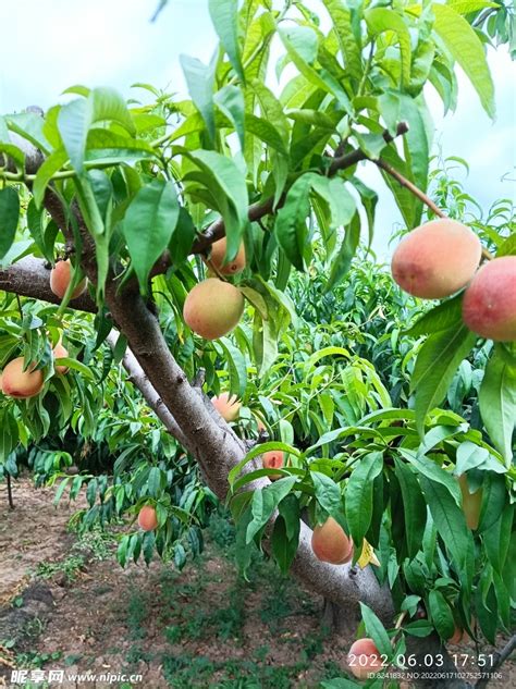 桃树的影像桃树大山谷图库