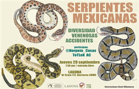 Serpientes Serpientes Schlangen Hq