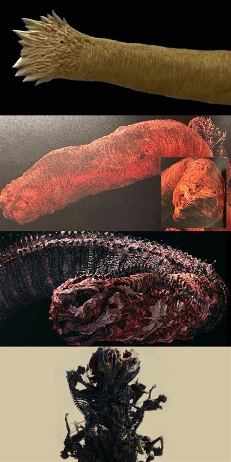Shin Godzilla Tail Evolution Godzilla Know Your Meme