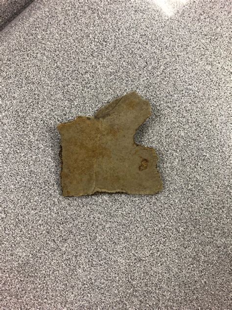 Anybody Know What These Fossils Are R Fossilid