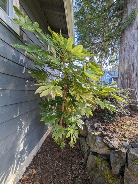 Zone 9a And 8b How To Trim R Gardening