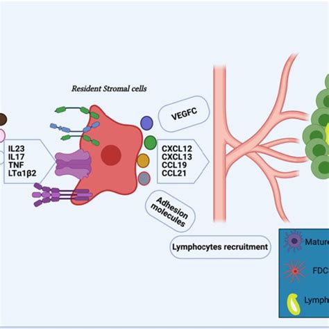 Schematic Demonstration Of Tls Formation During Chronic Inflammation
