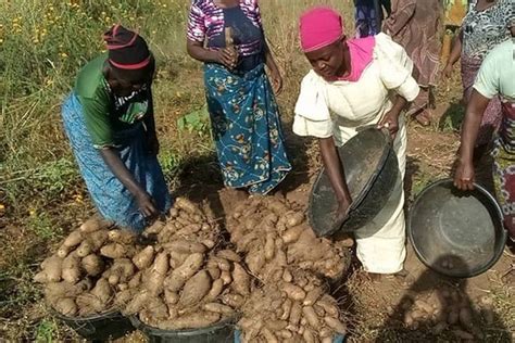 New High Yield Yam Varieties Transform Farming In Nigeria Benefiting