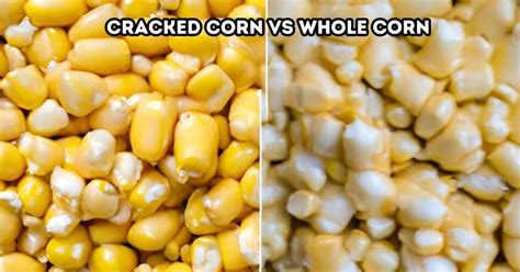 Cracked Corn Vs Whole Corn For Goats 3 Powerful Facts