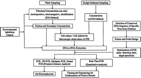 Summary Of Virus Elution And Detection Methods Download Scientific
