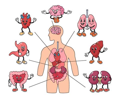 Dibujos Animados Humano Cuerpo órganos Mascotas Anatomía Póster Con