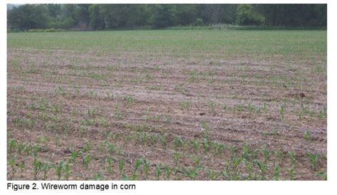 Golden Harvest Wireworms In Corn