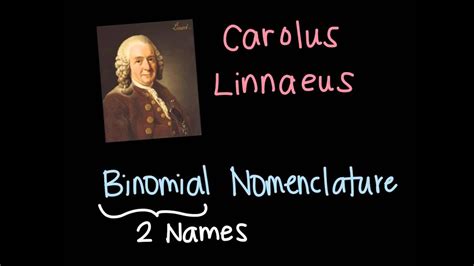 Classifications And Binomial Nomenclature Youtube