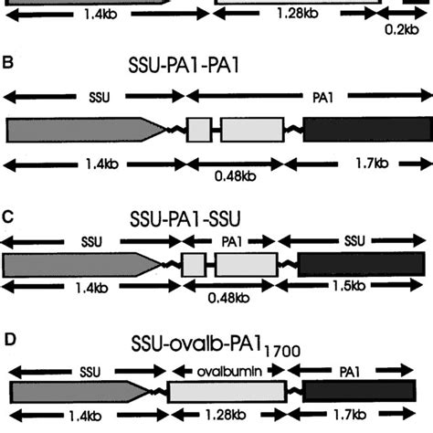 A±d Diagrams Of Chimeric Gene Constructs Used To Determine Which