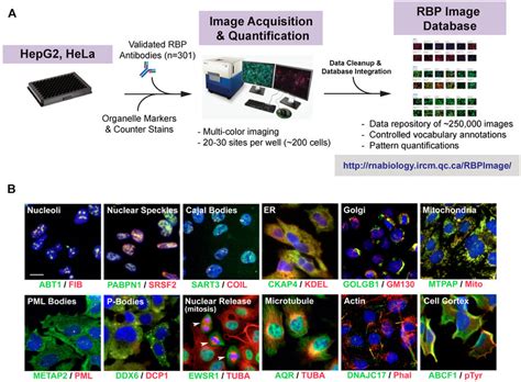 Overview Of Microscopy Imaging Data Integrated Within The Rbp Image