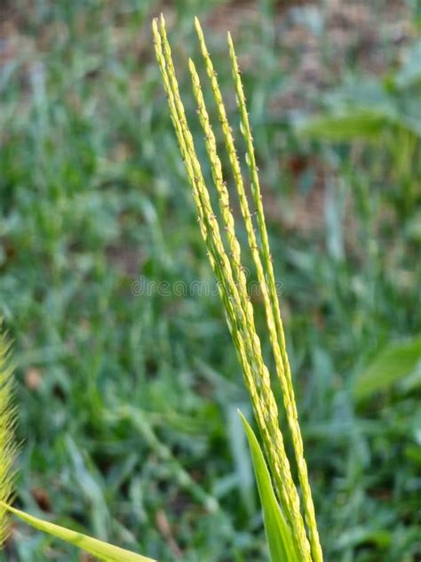 Digitaria Sanguinalis Is Known By Several Common Names Including Hairy