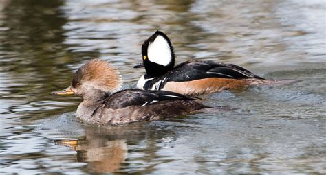 Apterium Avian Physiology Britannica