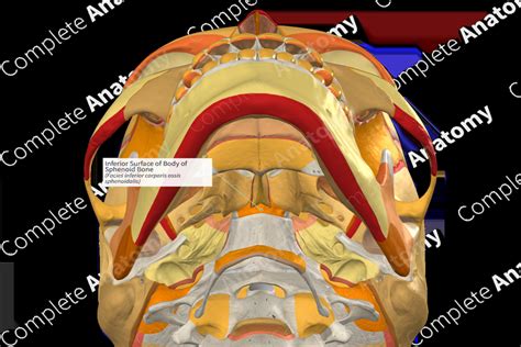 Anatomy Of Sphenoid Bone