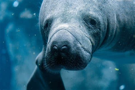 Manatee Animal Pictures A Z Animals