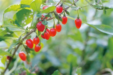 枸杞的功效与禁忌枸杞怎么挑？怎么吃？ 知乎