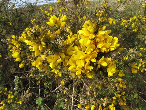 What Can You Make With Gorse Flowers At Michael Meg Blog