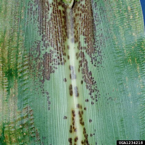 Brown Spot Of Corn Physoderma Maydis Miyabe Miyabe