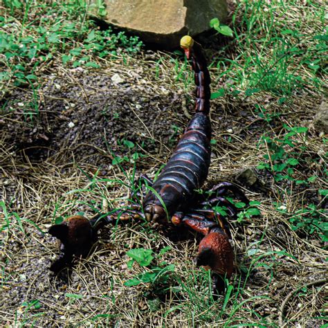 Pulmonoscorpius France Dinosaure Fournisseur De Dinosaures