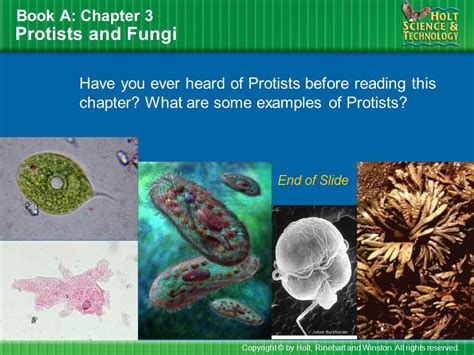 Protista Examples With Scientific Names