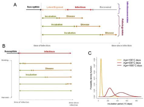 Epidemiological Within Host Life Cycle Periods Of A Pathogen A An