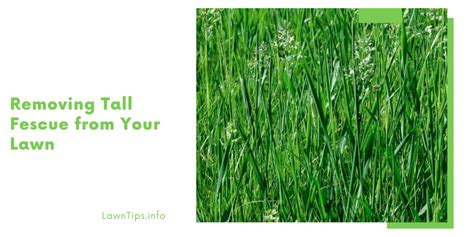 How To Remove Bermuda Grass From Fescue Lawn At Russell Chau Blog