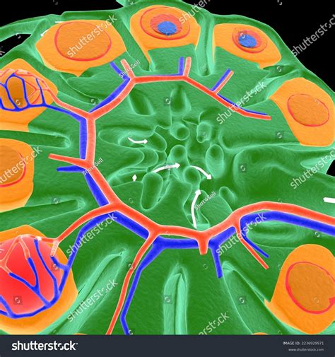 Anatomy Human Lymphatic Cross Section Medical Stock Illustration 2236929971 Shutterstock