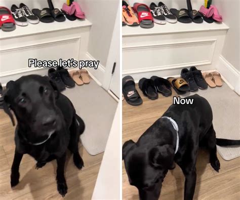 Adorable Labrador Refuses To Touch Food Until Mom Says A Prayer With