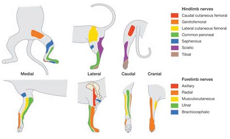 Neurological Lameness In The Cat Laurent Garosi 2012