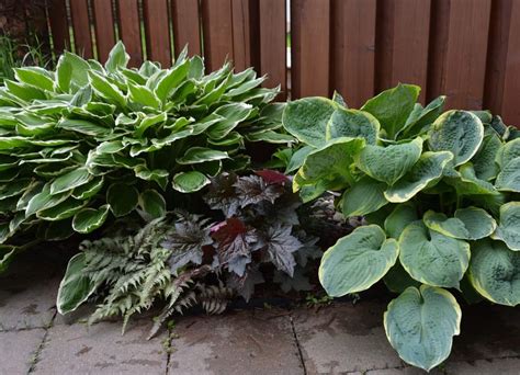 Coral Bells And Hostas Make A Great Garden Combination