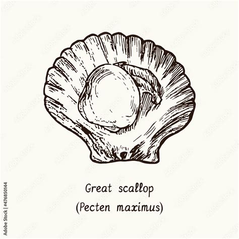 Great Scallop Pecten Maximus Open Ink Black And White Doodle Drawing In Woodcut Style With