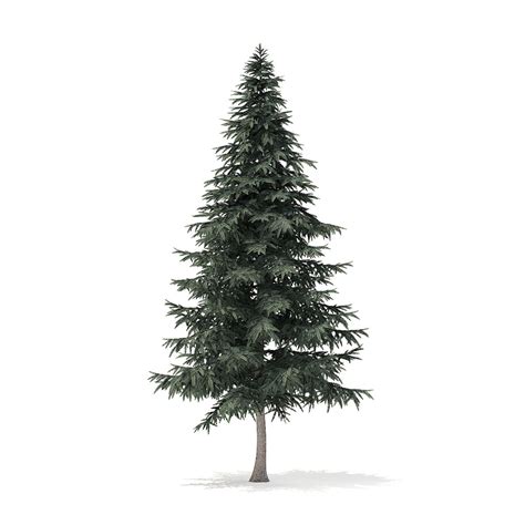 Blue Spruce Tree 3d Model 3d Model 3 C4d Fbx Obj Free3d