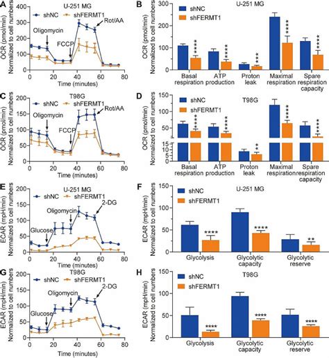 Fermt1 Suppression Induces Anti Tumor Effects And Reduces Stemness In Glioma Cancer Cells Pmc