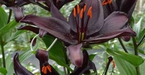 Bulbi Crini Secret Kiss 1 Bucată