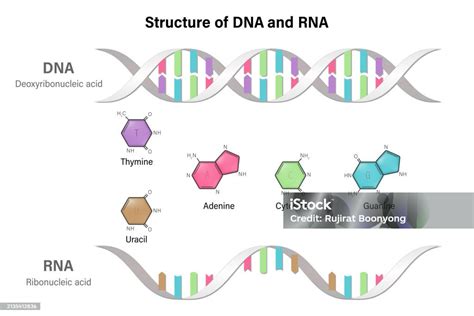 Difference Between The Nitrogenous Bases Of Dna And Rna Structure Of Dna And Rna